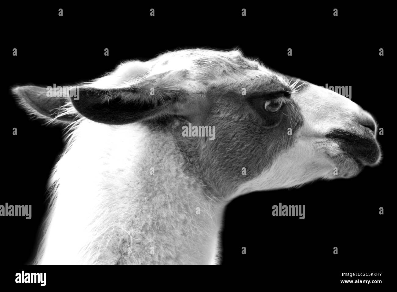 Profile Llama Animal Head High Resolution Stock Photography and Images ...