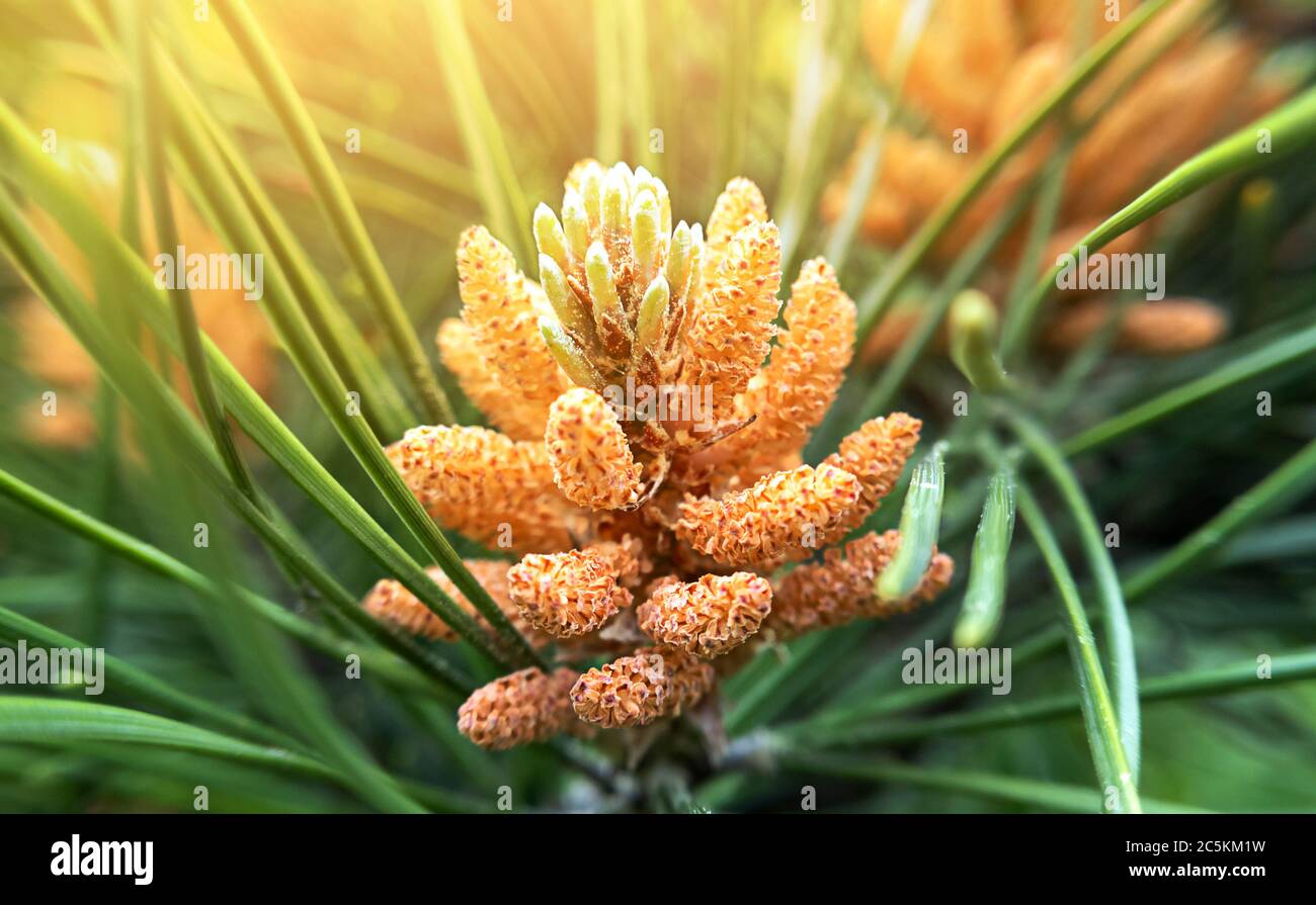 Macro photo of fir tree cone with sunlight Stock Photo - Alamy