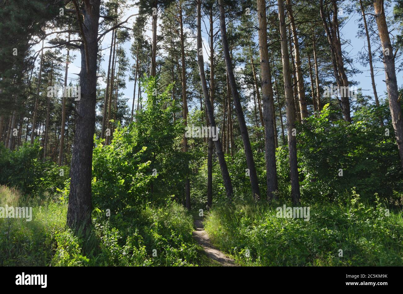 Shady pine forest in summer, undergrowth and grass in sunlight Stock ...