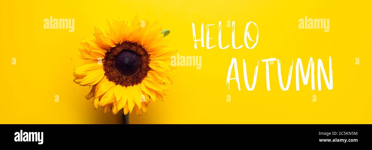 Hello Autumn text with Sunflowers Stock Photo - Alamy
