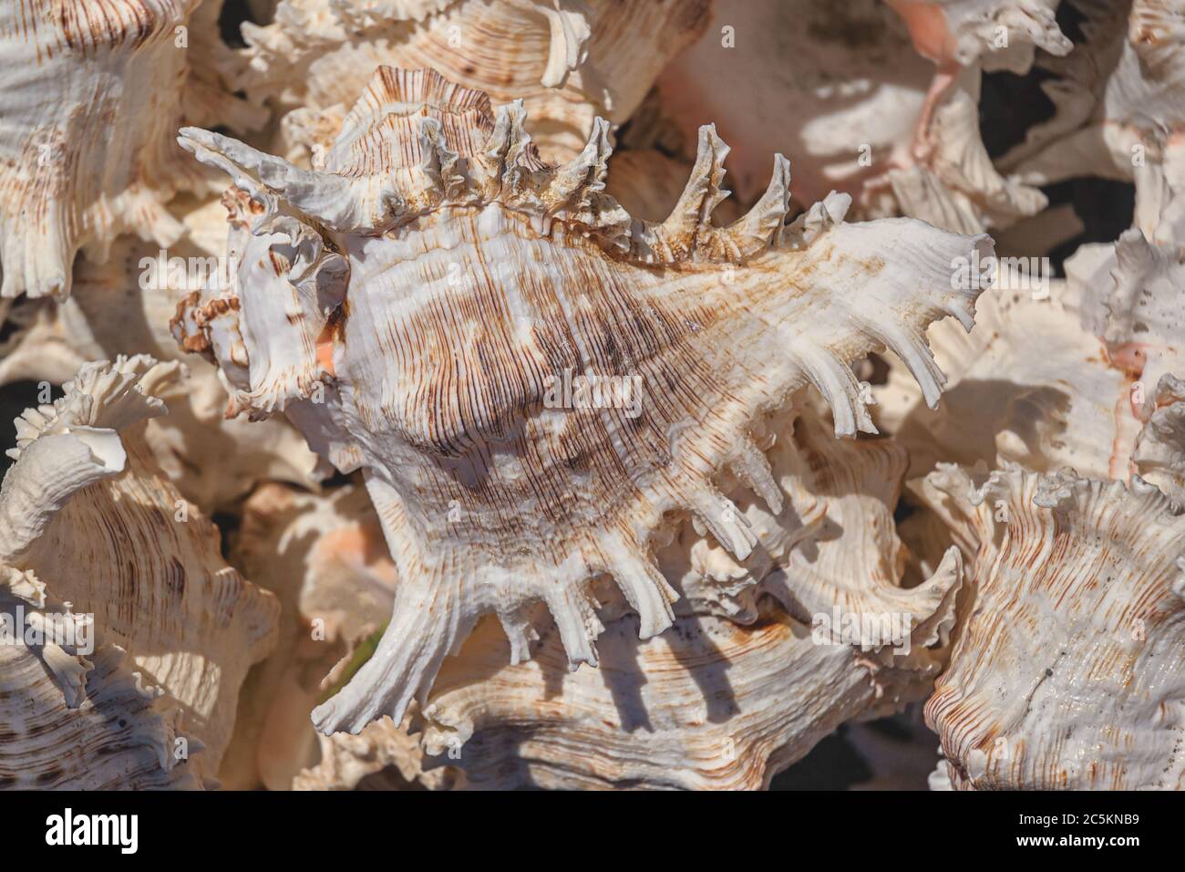 Background from exotic shells. Concept group of sea shells.Sea mollusks ...
