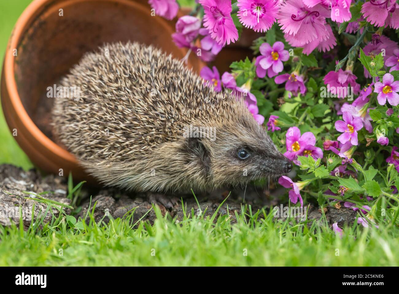 Hedgehog (Scientific name: Erinaceus Europaeus) Wild, native, European ...
