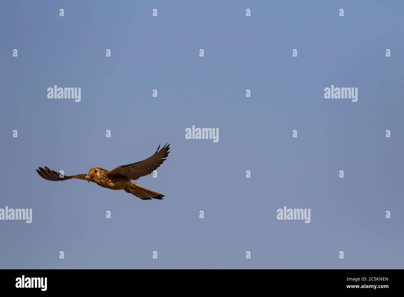 Flying bird freedom falcon hi-res stock photography and images - Alamy