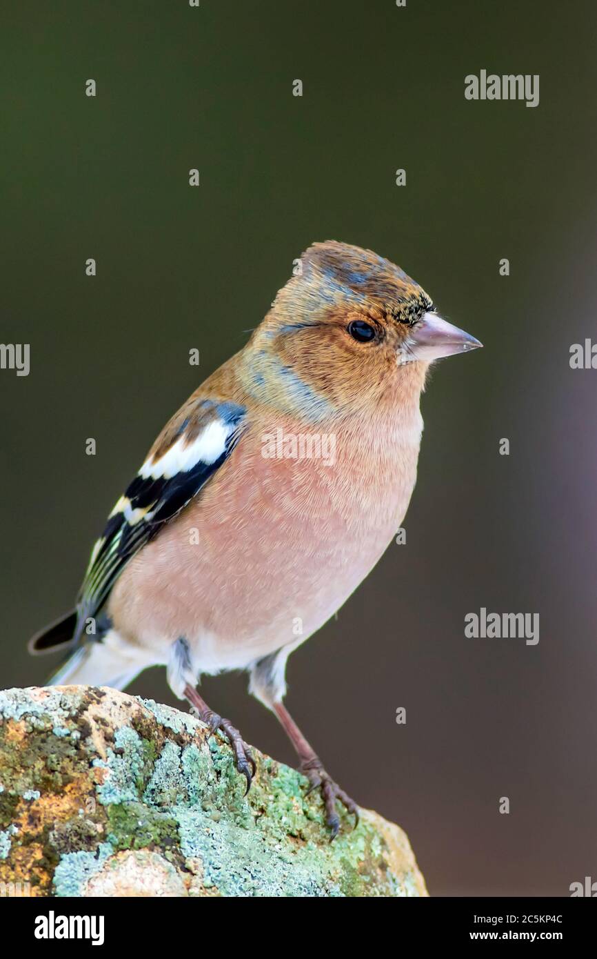 Cute little bird. Clean nature background. Yellow blue nature ...