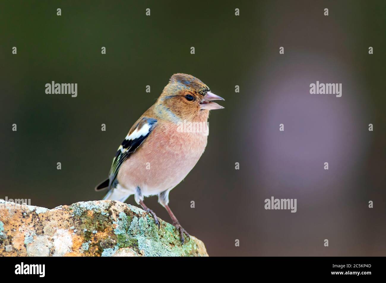 Cute little bird. Clean nature background. Yellow blue nature ...