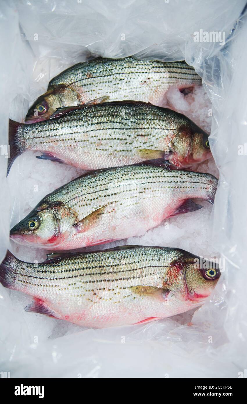 fresh fish on ice Stock Photo - Alamy