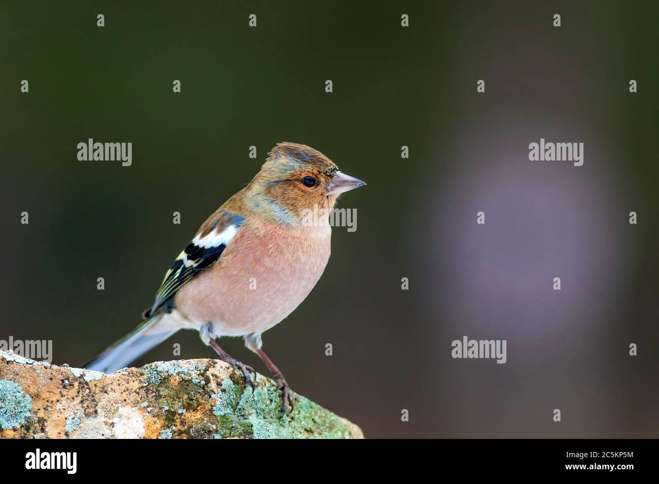 Cute little bird. Clean nature background. Yellow blue nature ...