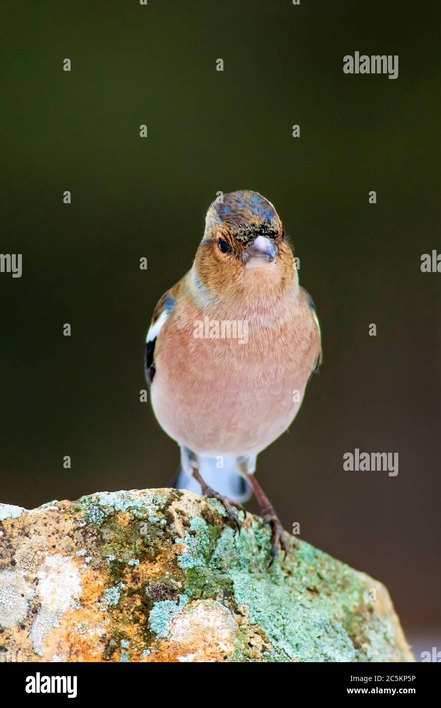 Cute little bird. Clean nature background. Yellow blue nature ...