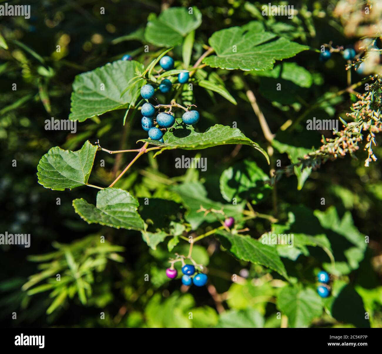 blueberries on a branch Stock Photo - Alamy