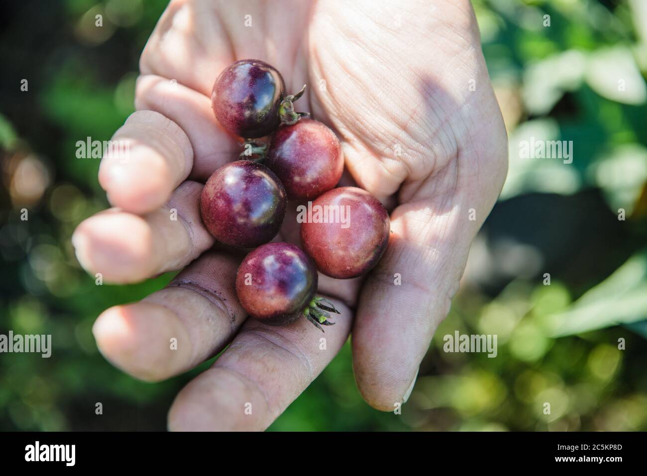 Farmers picking fresh tomatoes hi-res stock photography and images - Alamy