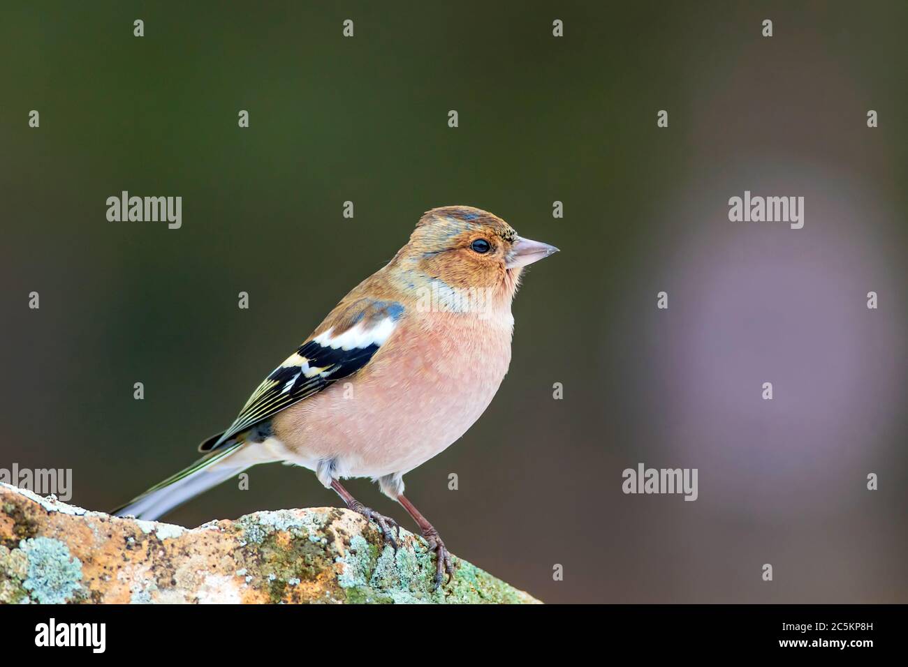 Cute little bird. Clean nature background. Yellow blue nature ...