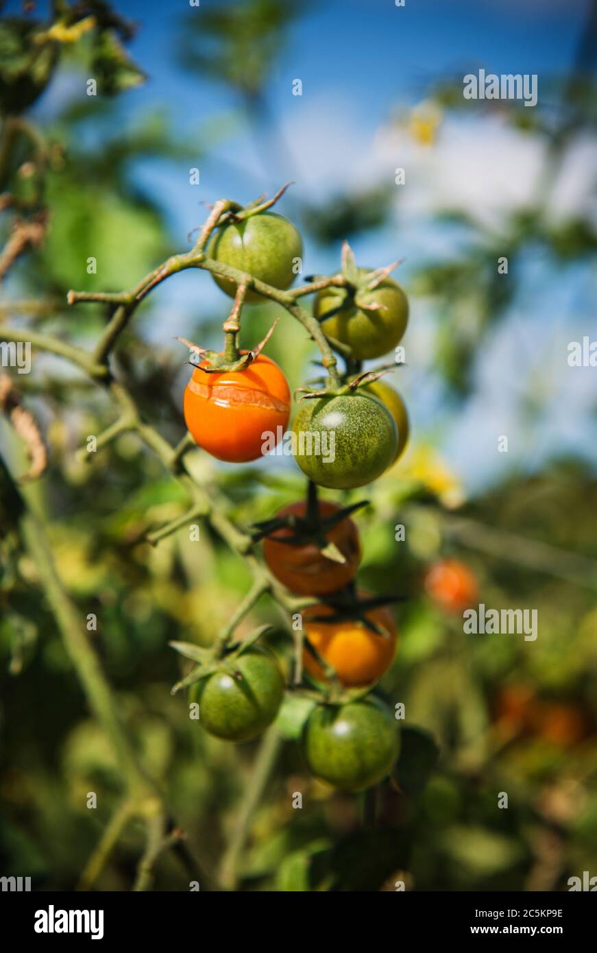 Tomatoes growing on the vine Stock Photo - Alamy