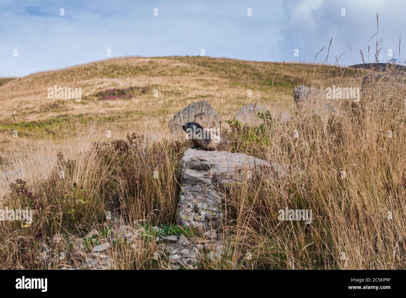 Wildlife french alps hi-res stock photography and images - Alamy