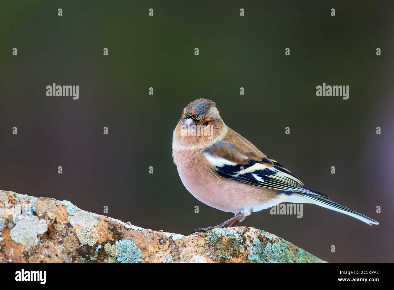 Cute little bird. Clean nature background. Yellow blue nature ...