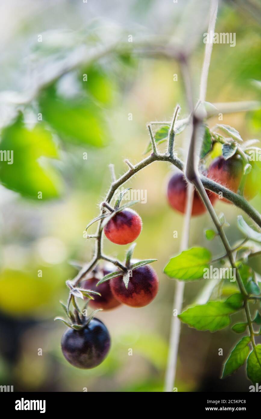 Agriculture farming fruit tomatoes hi-res stock photography and images ...