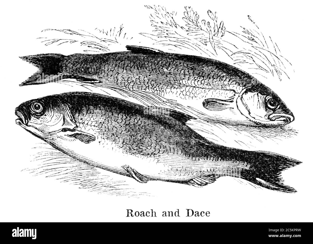 Carp fish illustration drawing engraving hi-res stock photography and ...