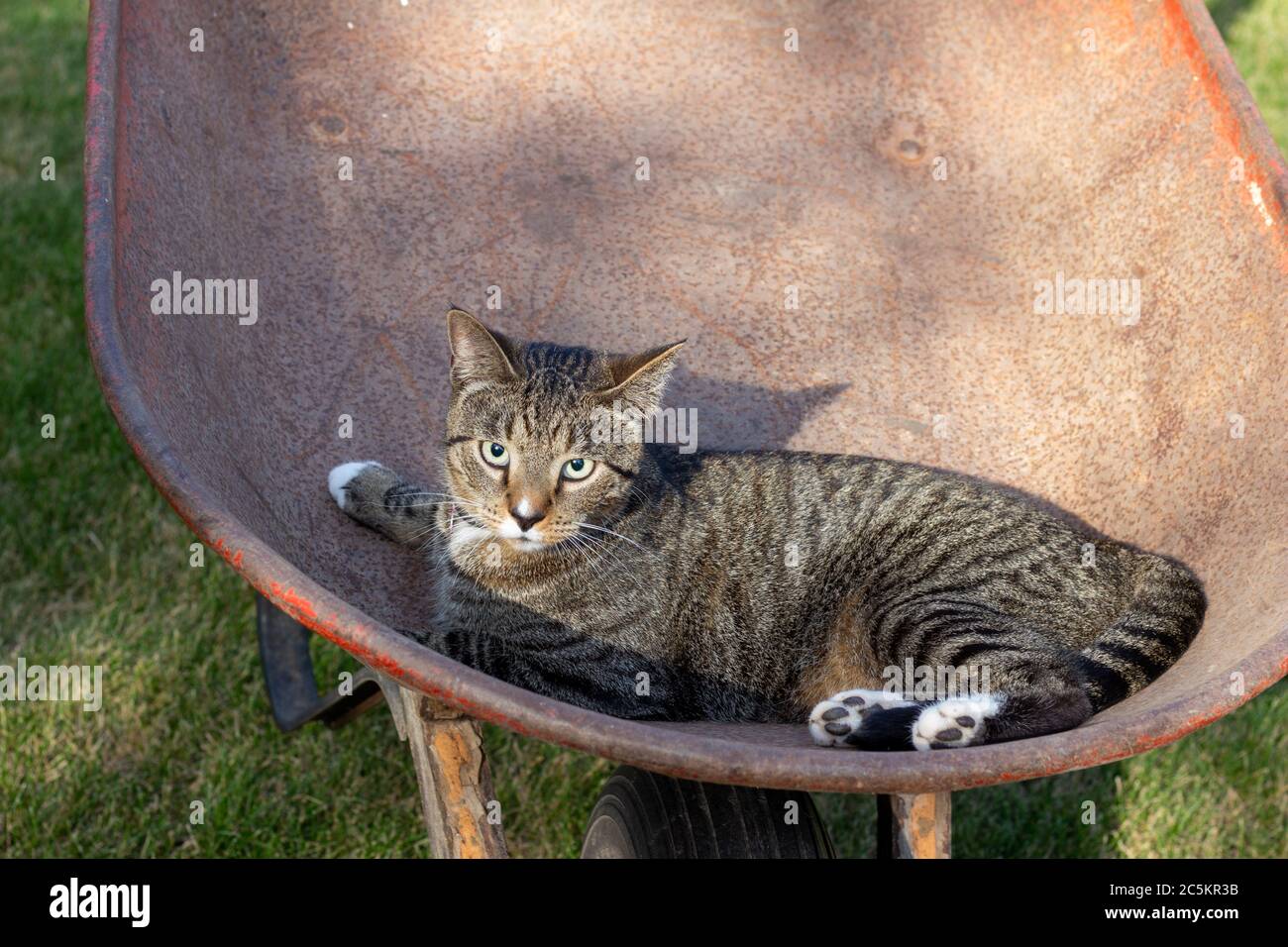 Close up view of a cute gray tabby cat riding in an old red wheelbarrow ...