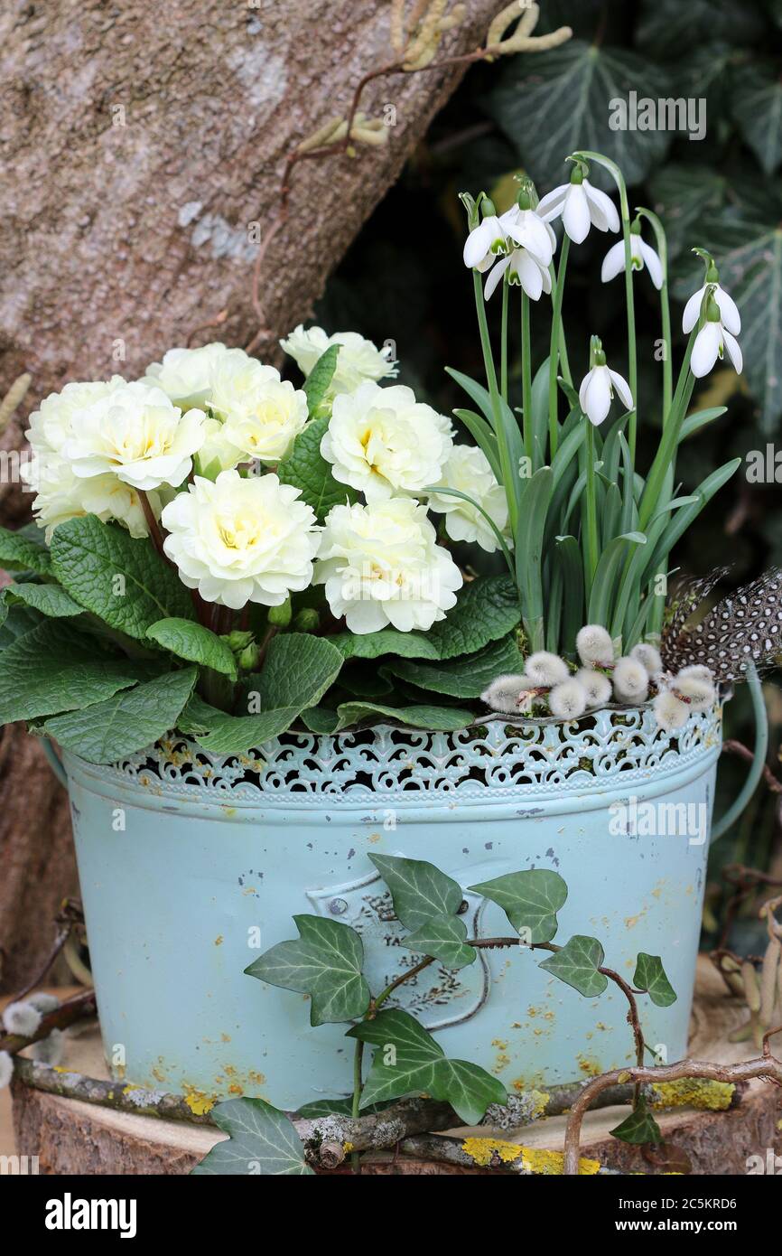 white primrose and snowdrop in vintage plant pot Stock Photo - Alamy
