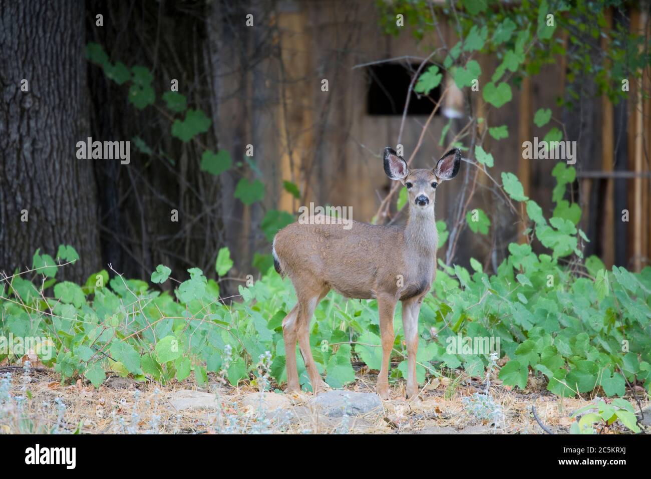 Deer at the Marshall Gold Discovery State Historic Park in Coloma ...