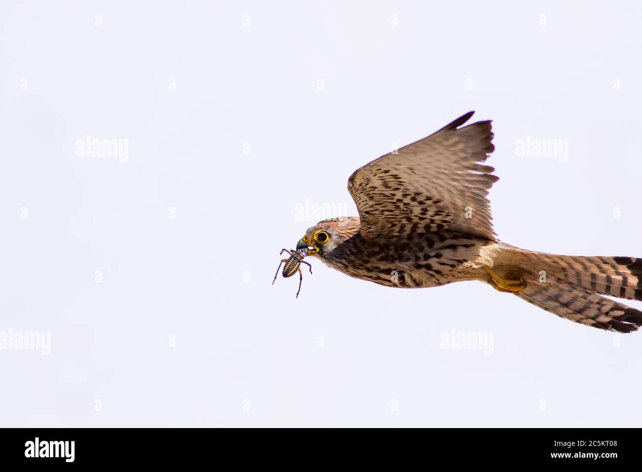 Flying falcon with hunt. Bird: Lesser Kestrel. Falco naumanni Stock ...