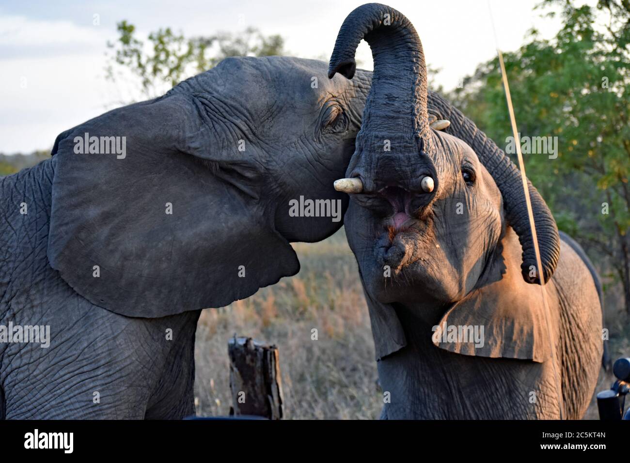 Bull elephant raised trunk hi-res stock photography and images - Alamy