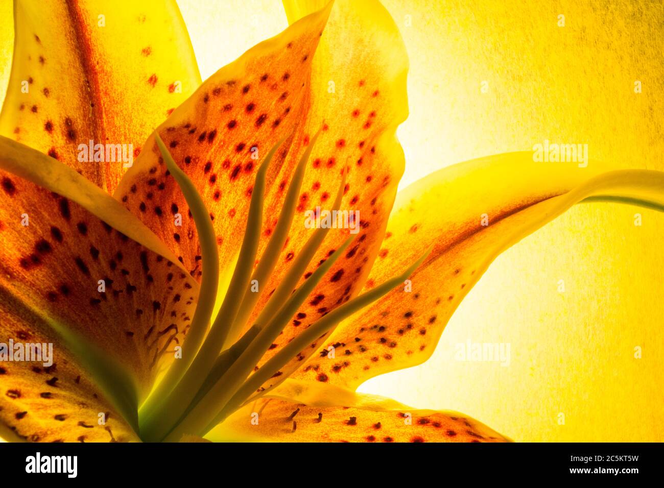 Yellow Stargazer Easter Lilly Close Up Stock Photo - Alamy