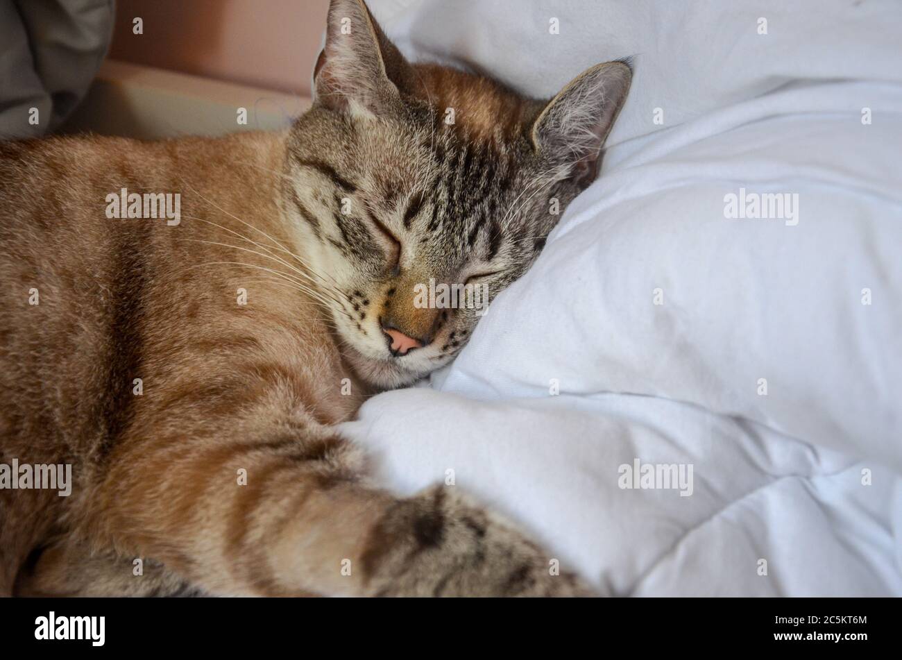 Portrait of sleeping tabby cat hi-res stock photography and images - Alamy
