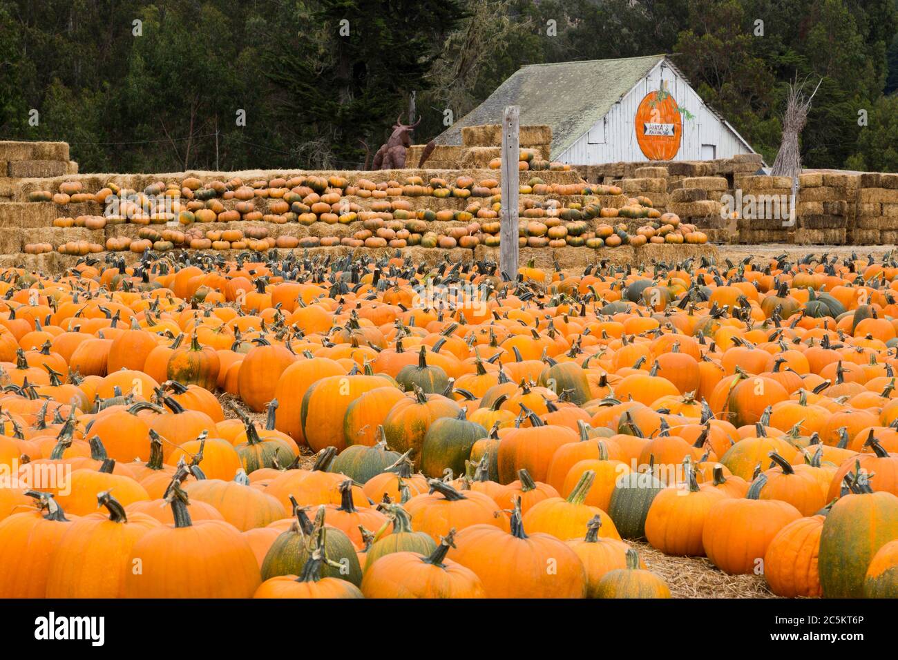 Half moon bay california pumpkin hi-res stock photography and images ...