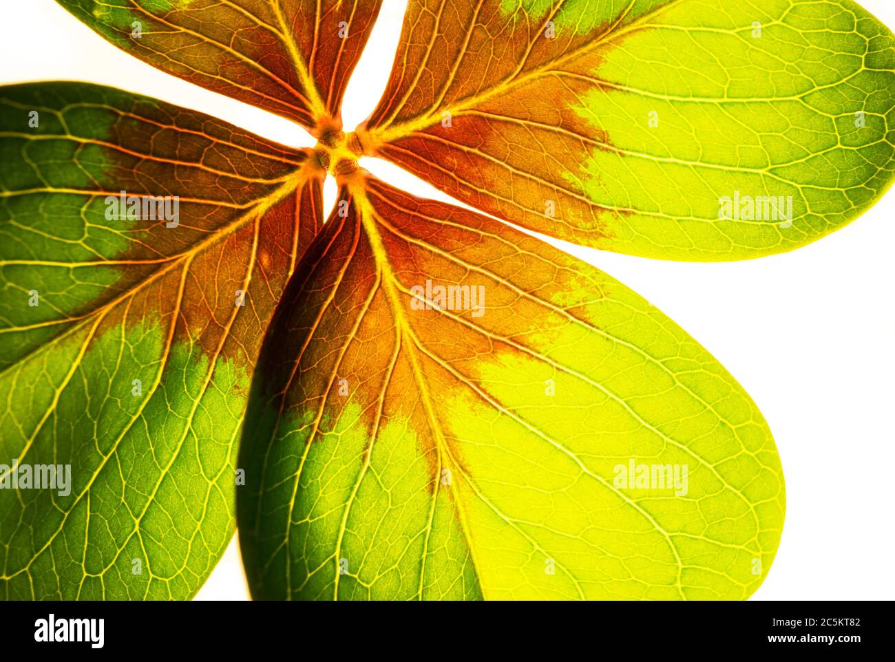 Irish shamrock plant hi-res stock photography and images - Alamy