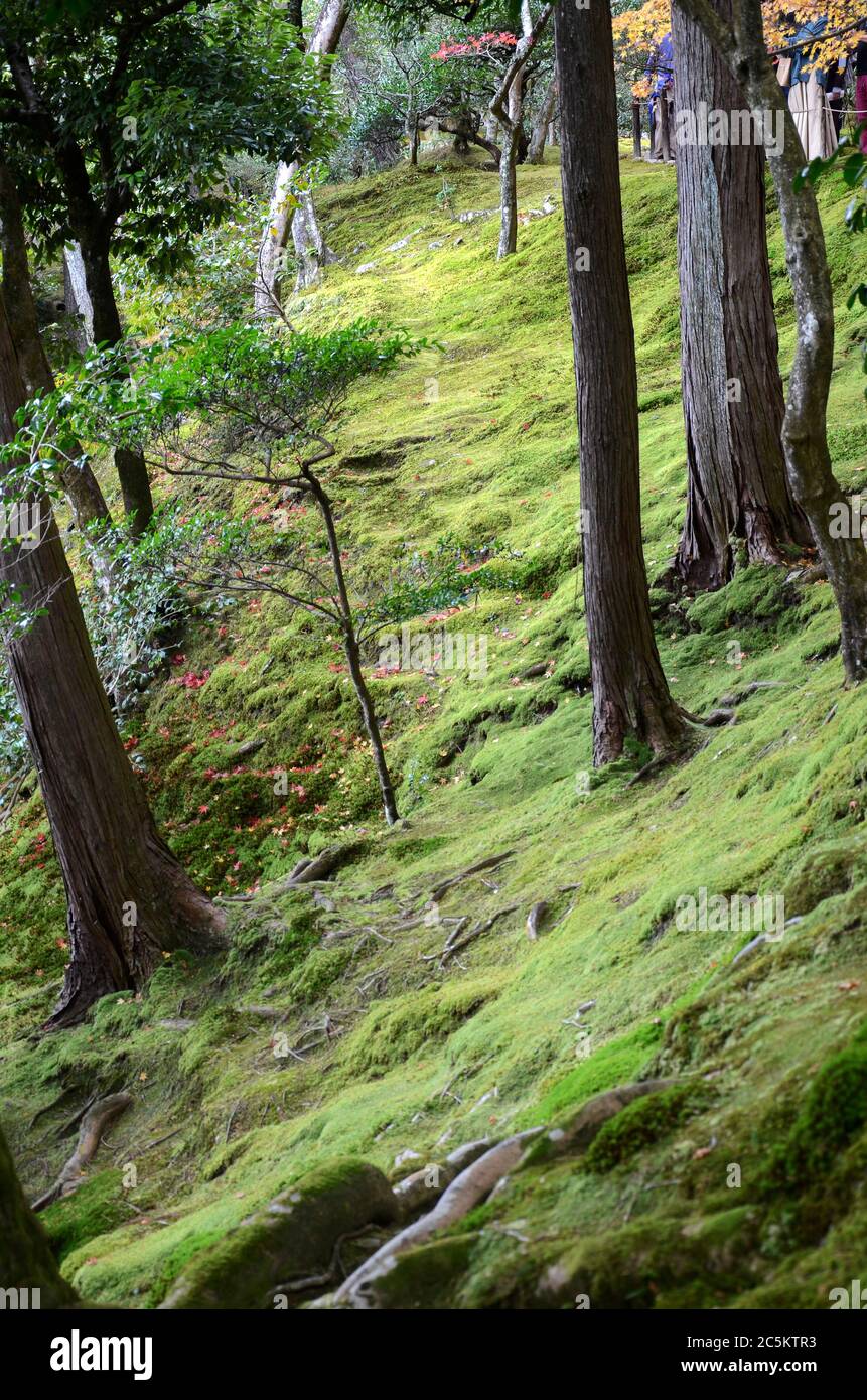 Ancient green forest nature with mossy ground in Japan Stock Photo - Alamy