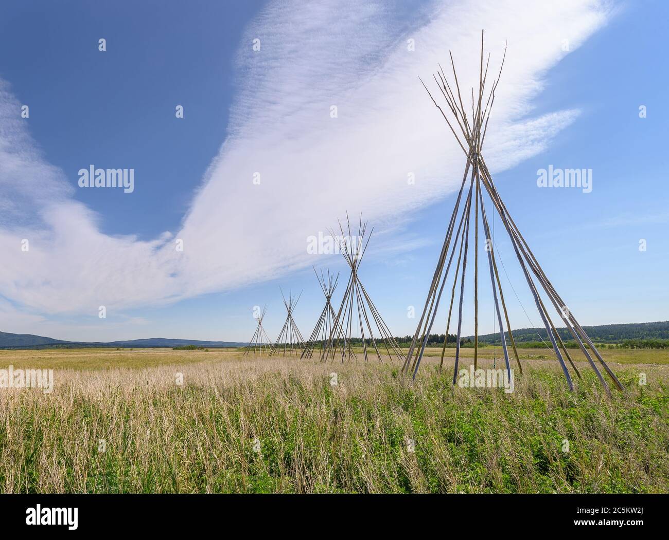 Tipi Poles on the Stoney Indian Reserve at Morley, Alberta, Canada ...