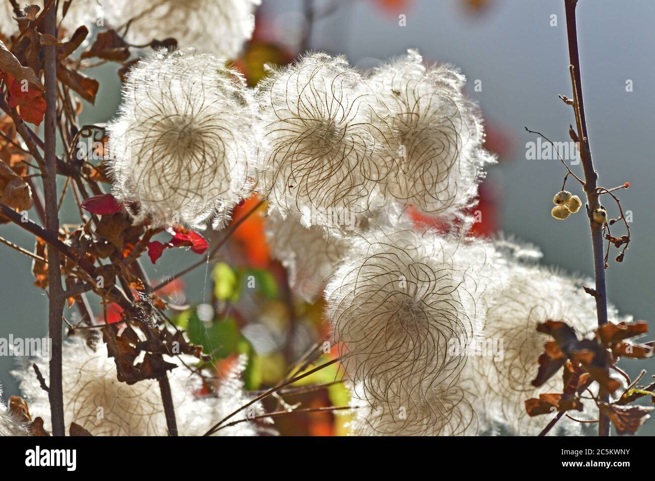 Round white flower hi-res stock photography and images - Alamy