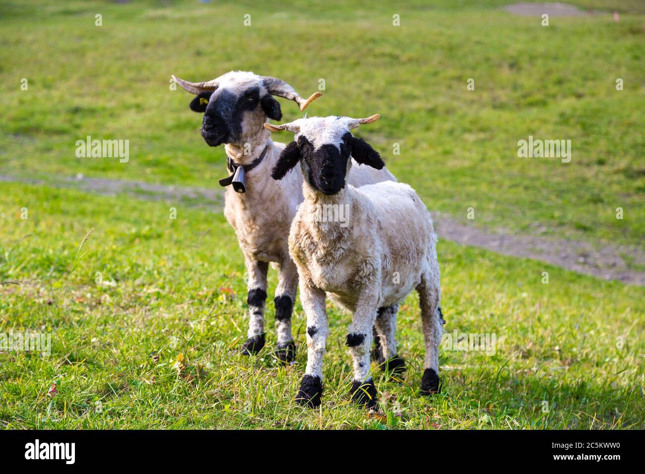 Swiss Alps and Valais blacknose sheep nest to Zermatt in Switzerland ...