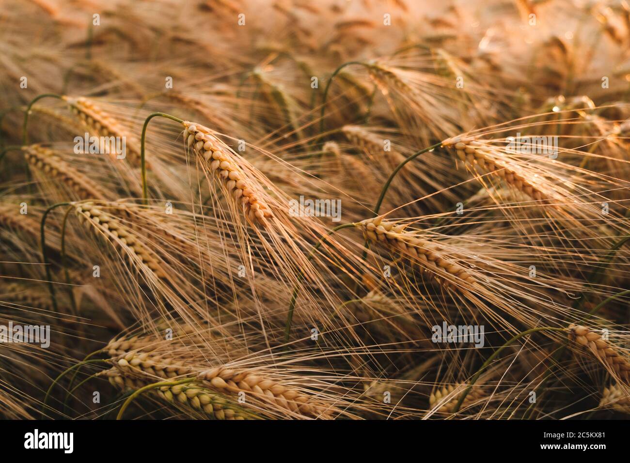 Wet Barley Field Stock Photo - Alamy
