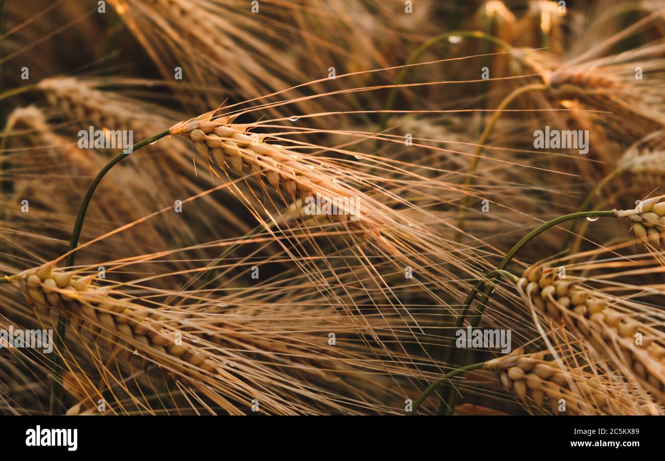Wet Barley Field Stock Photo - Alamy