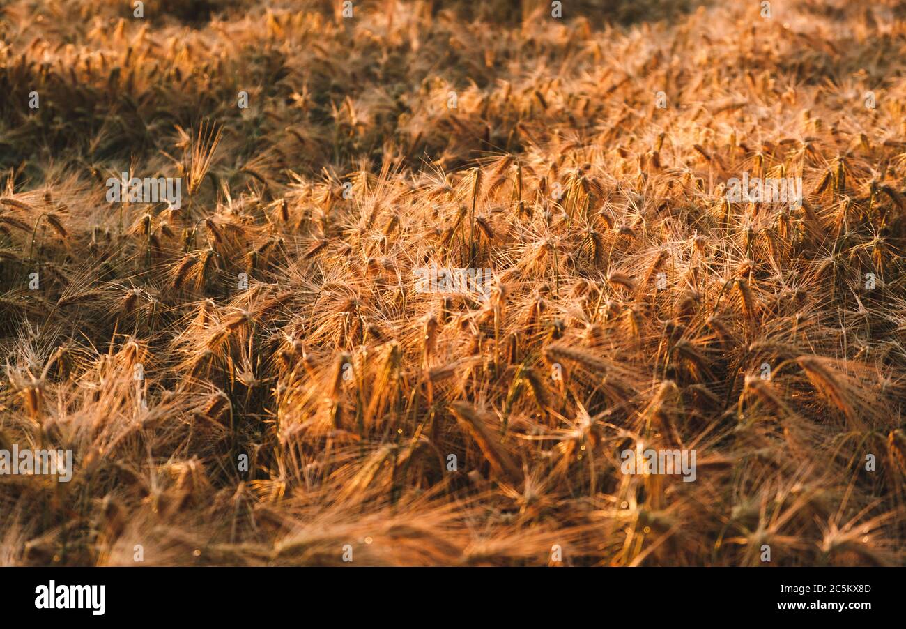 Wet Barley Field Stock Photo - Alamy