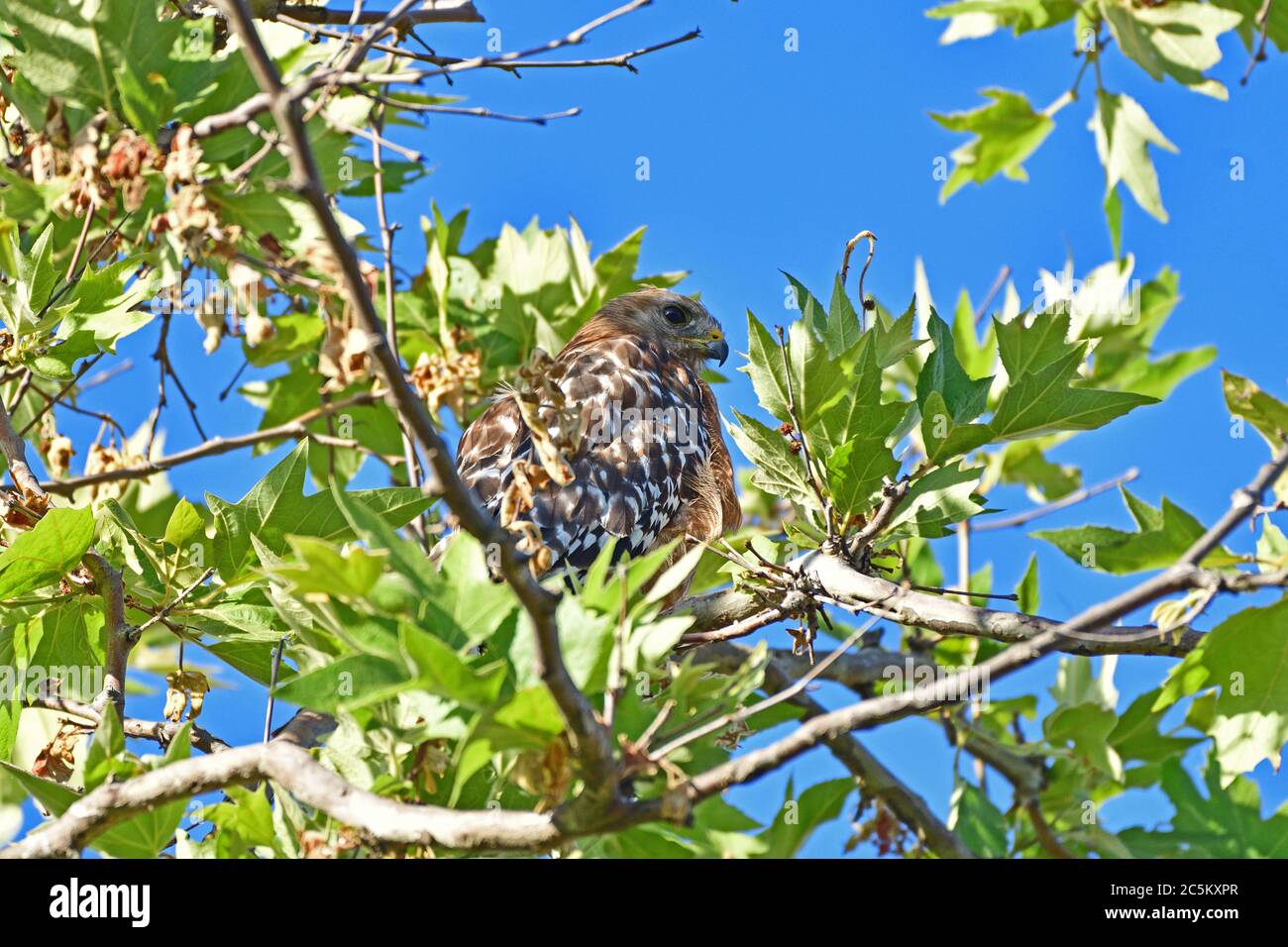 Coopers hawk sitting on hi-res stock photography and images - Alamy