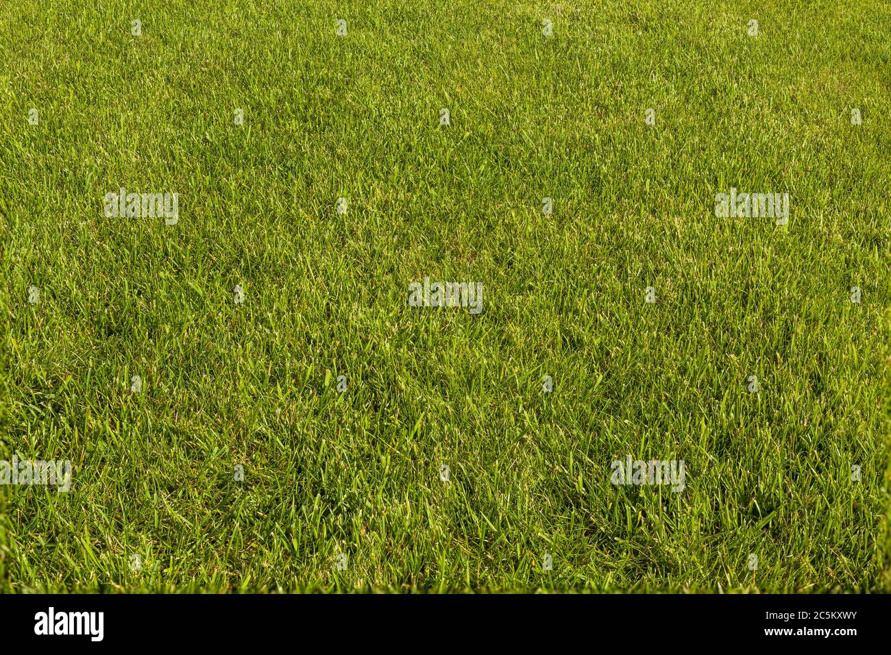 Beautiful view of front yard of private garden. Green grass lawn ...