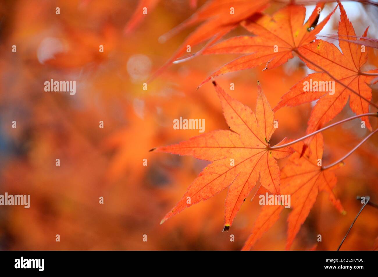 Beautiful leave of maple tree for autumn fall background Stock Photo ...