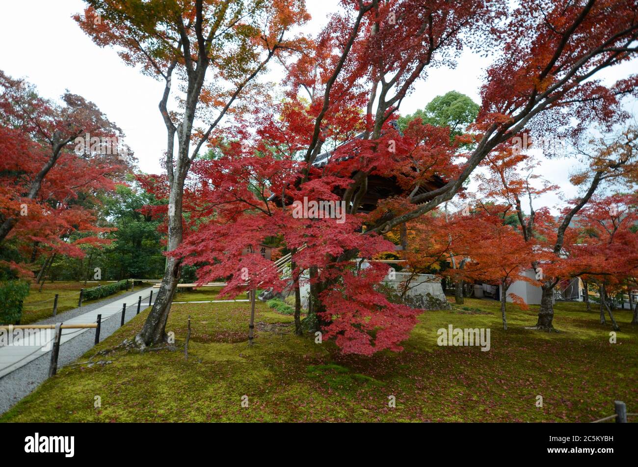 Autumn garden tree in Golden Pavilion Kinkakuji Temple at Kyoto Japan ...