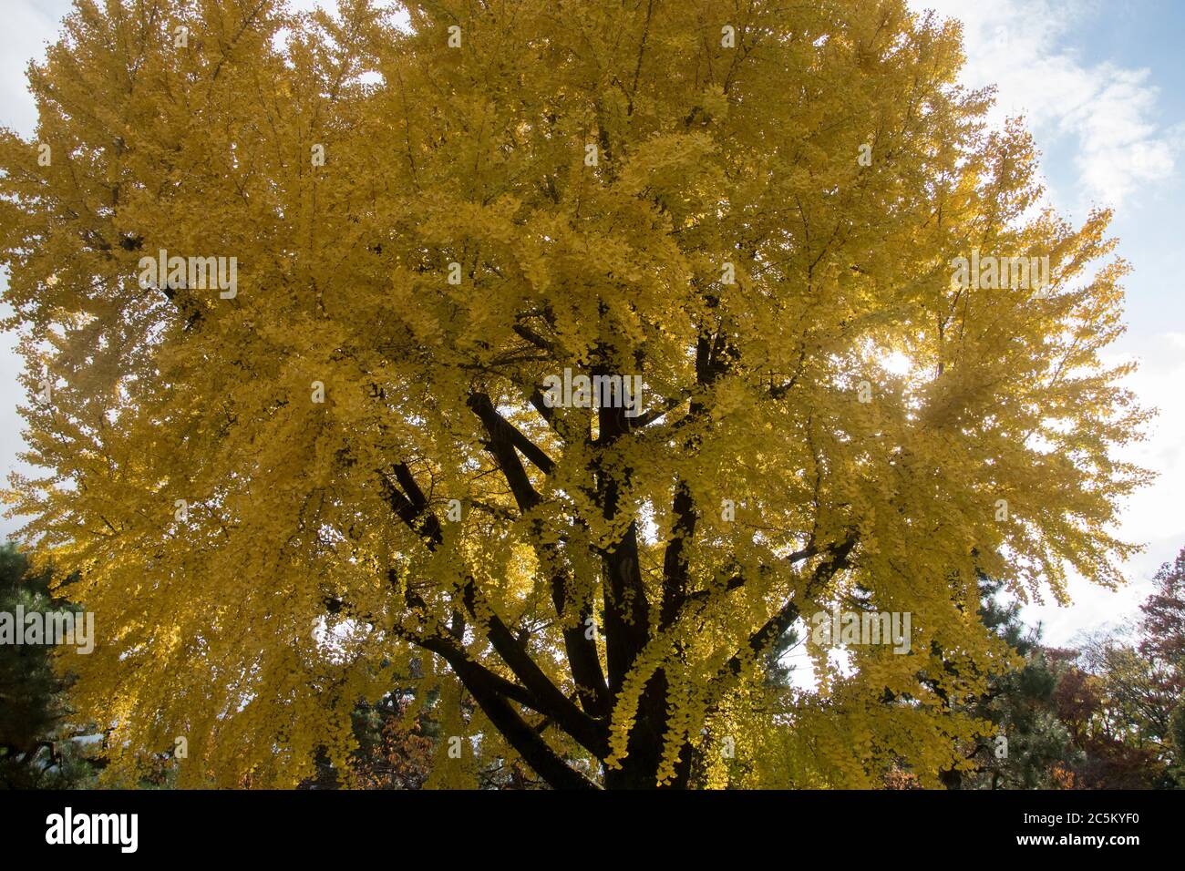 Yellow leave and ginko tree in Japan garden. Autumn and yellow leaf ...