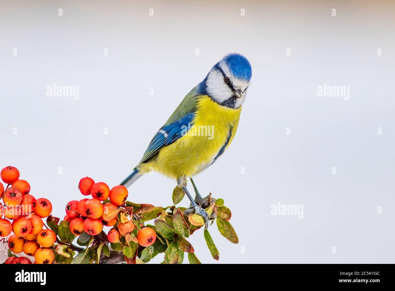 Cute yellow blue bird. Bird on branch. White snow background. Eurasian ...