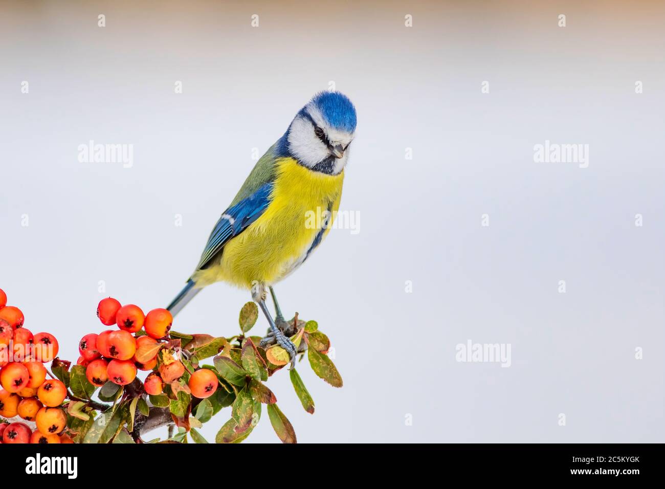 Cute yellow blue bird. Bird on branch. White snow background. Eurasian ...
