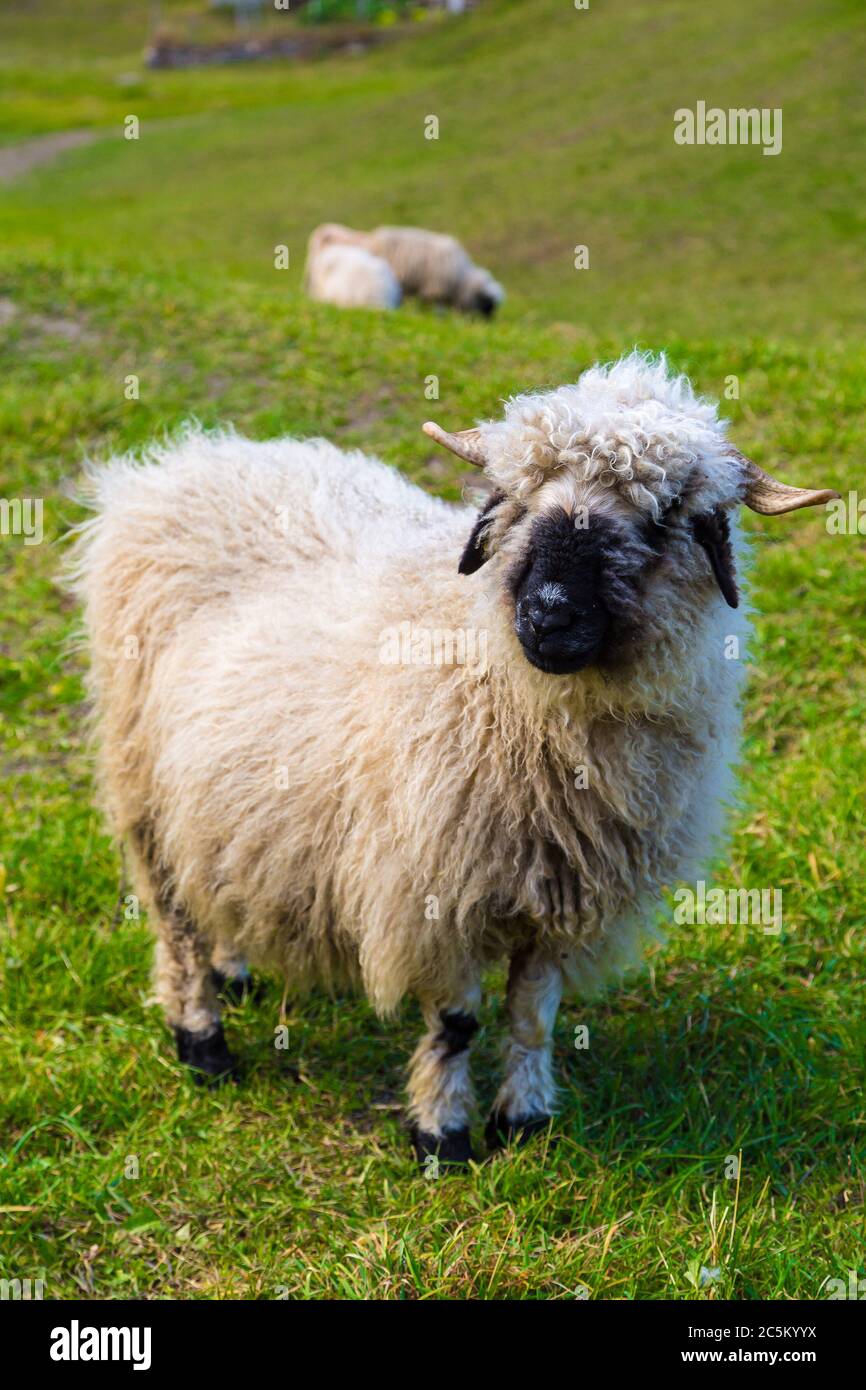 Swiss Alps and Valais blacknose sheep nest to Zermatt in Switzerland ...