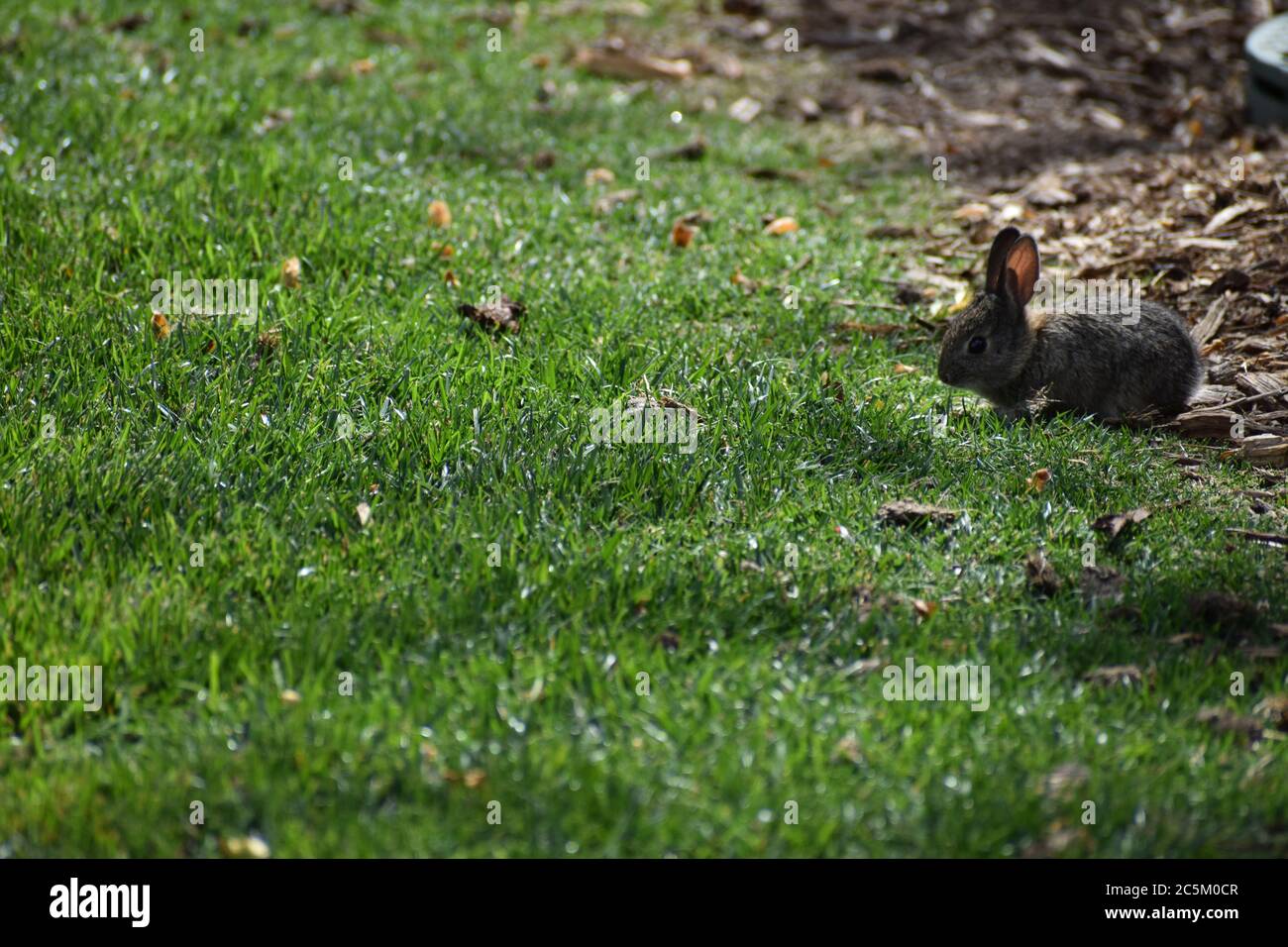Bunny hopping hi-res stock photography and images - Alamy