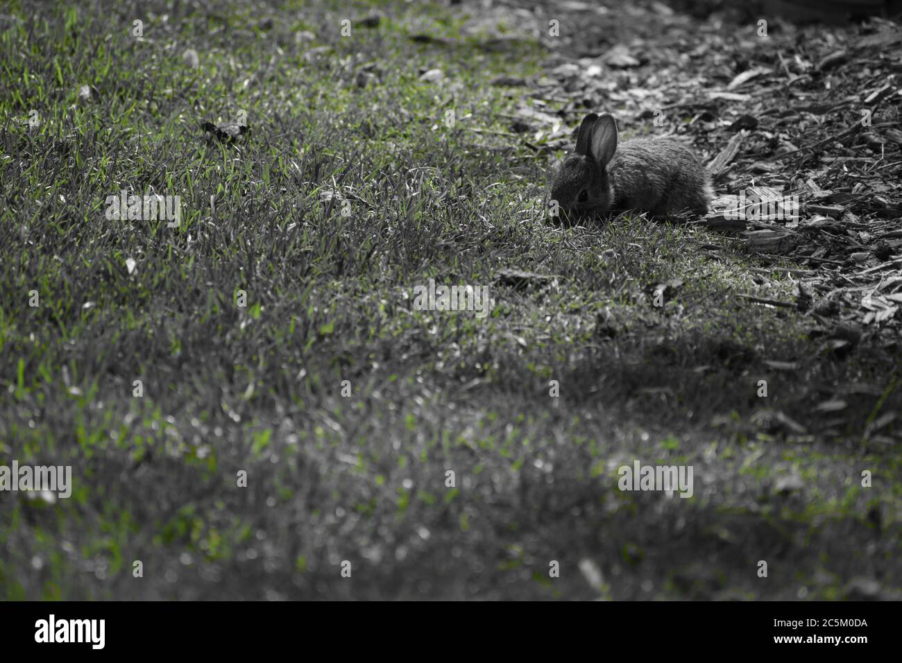 Bunny hopping hi-res stock photography and images - Alamy