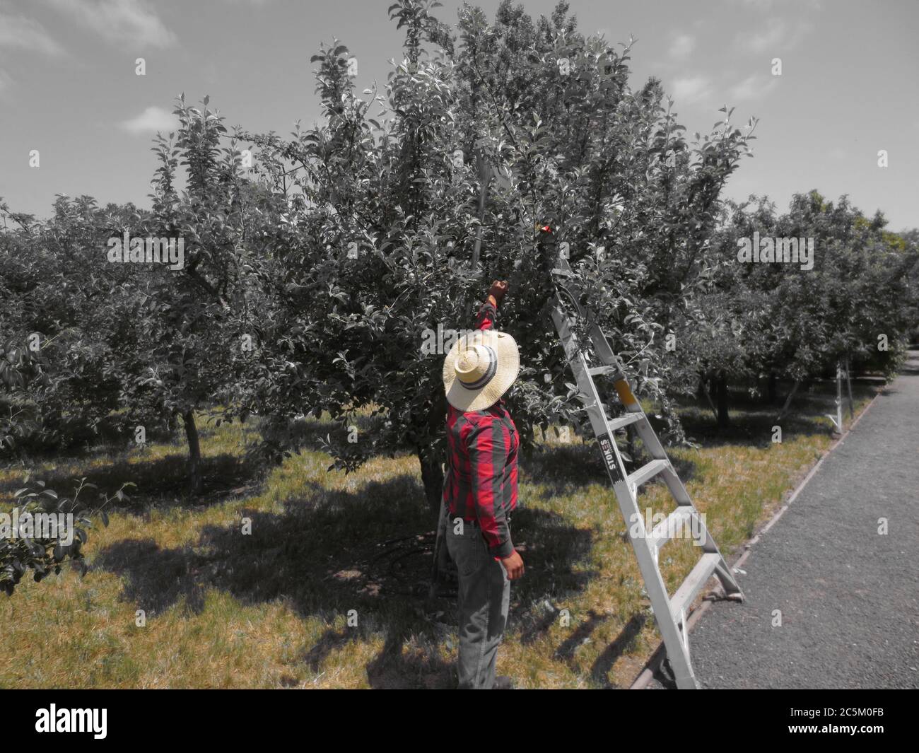 First Pick of the Harvest Stock Photo - Alamy