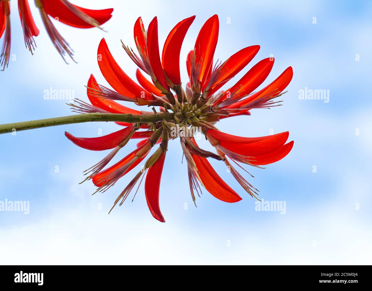 Coral tree hi-res stock photography and images - Alamy