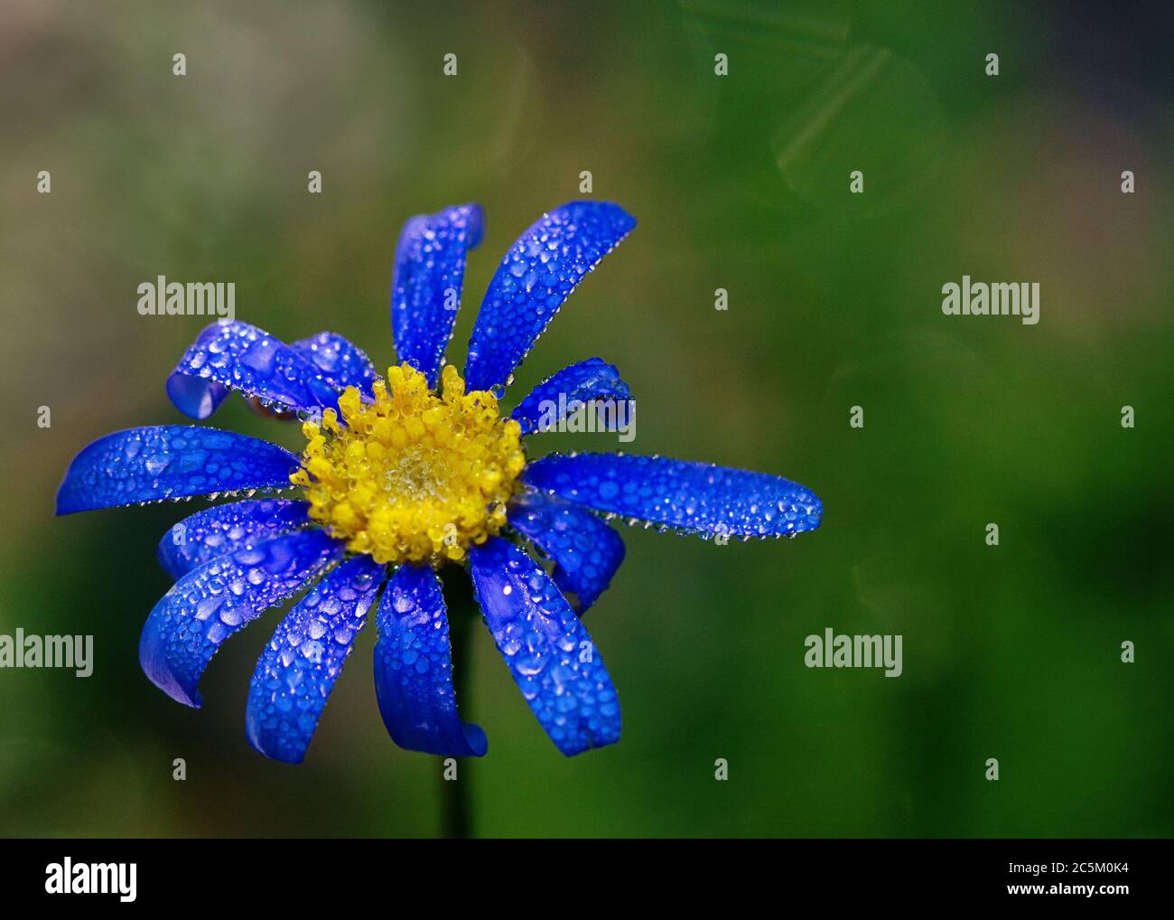 Blue daisy hi-res stock photography and images - Alamy