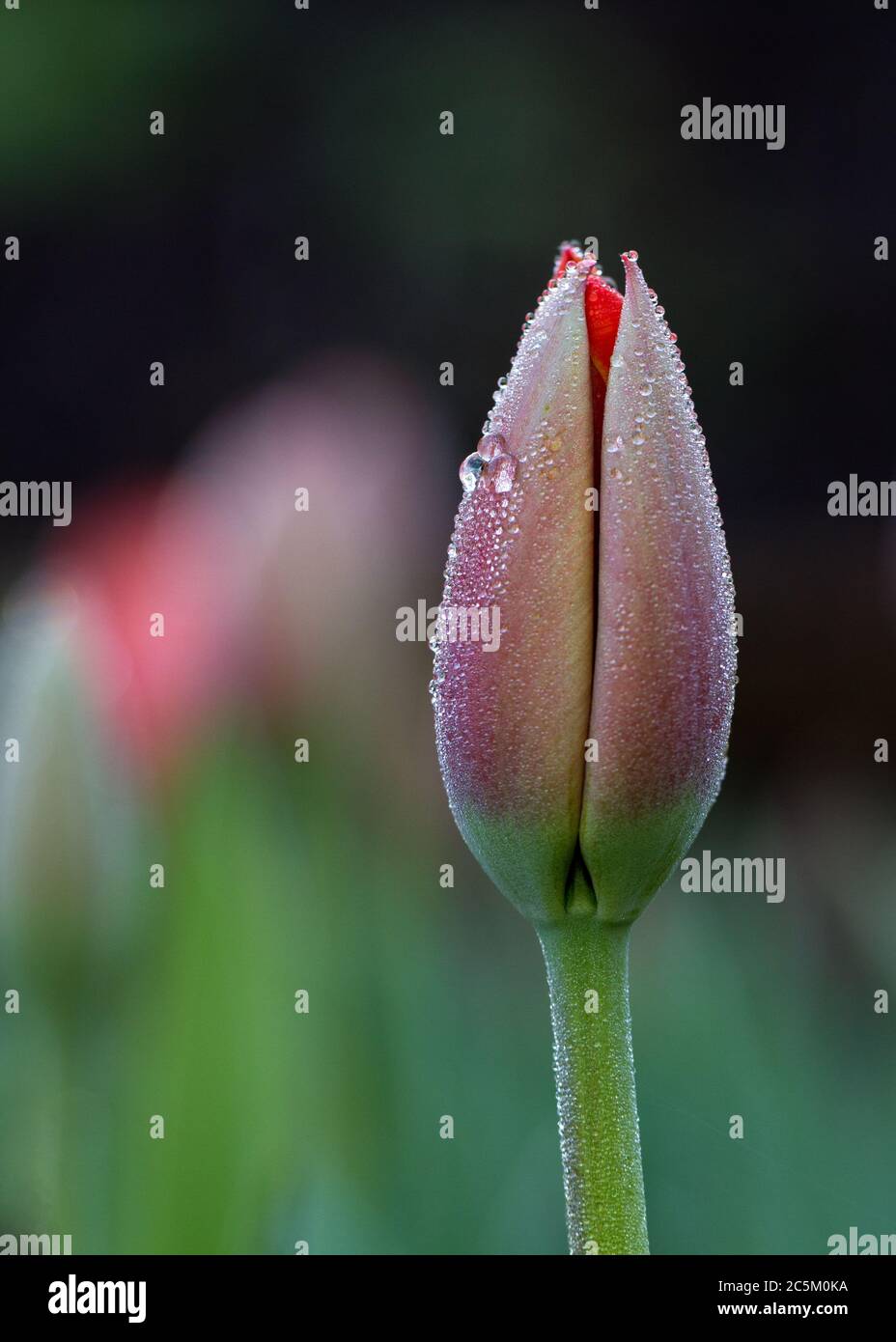 Red tulip bud with morning dew Stock Photo - Alamy
